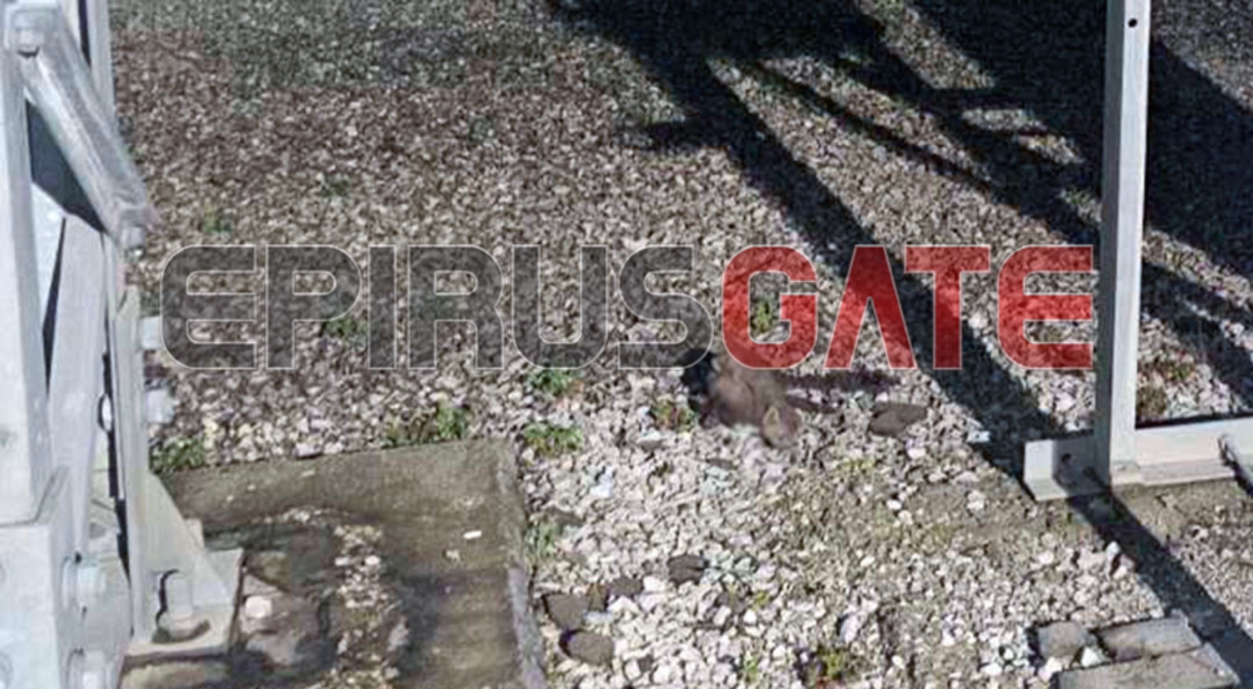 Το κουνάβι που ευθύνεται για το blackout στα Γιάννενα - EPIRUSGATE